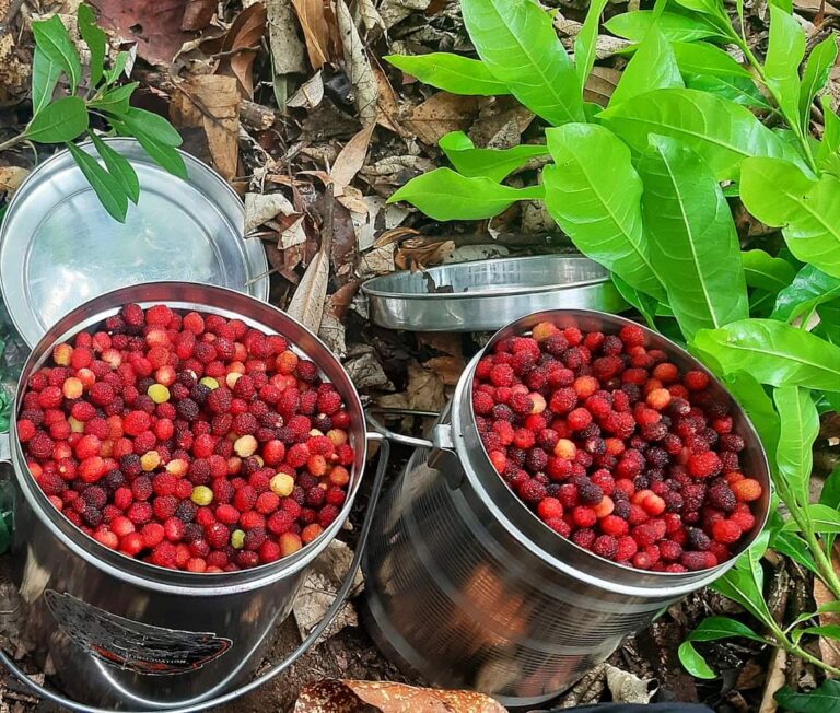 uttarakhand kaafal – कलम किताब